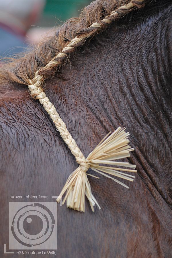Photos de crinière