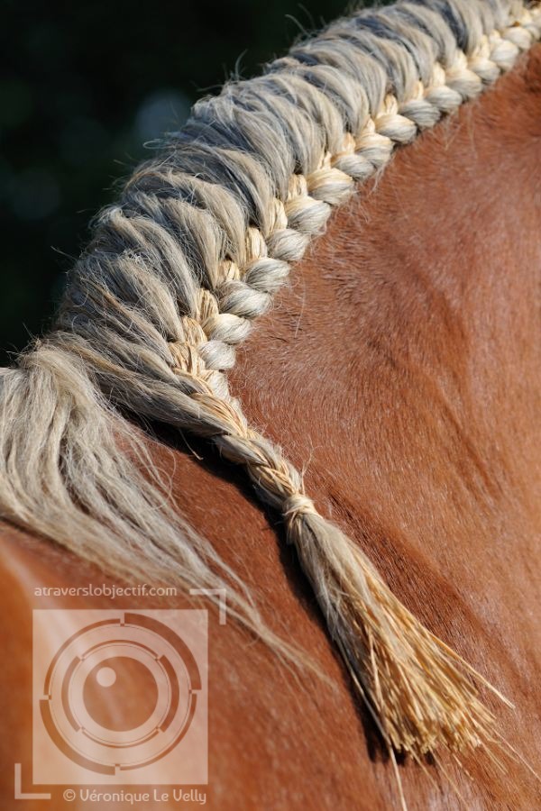 Photos de crinière