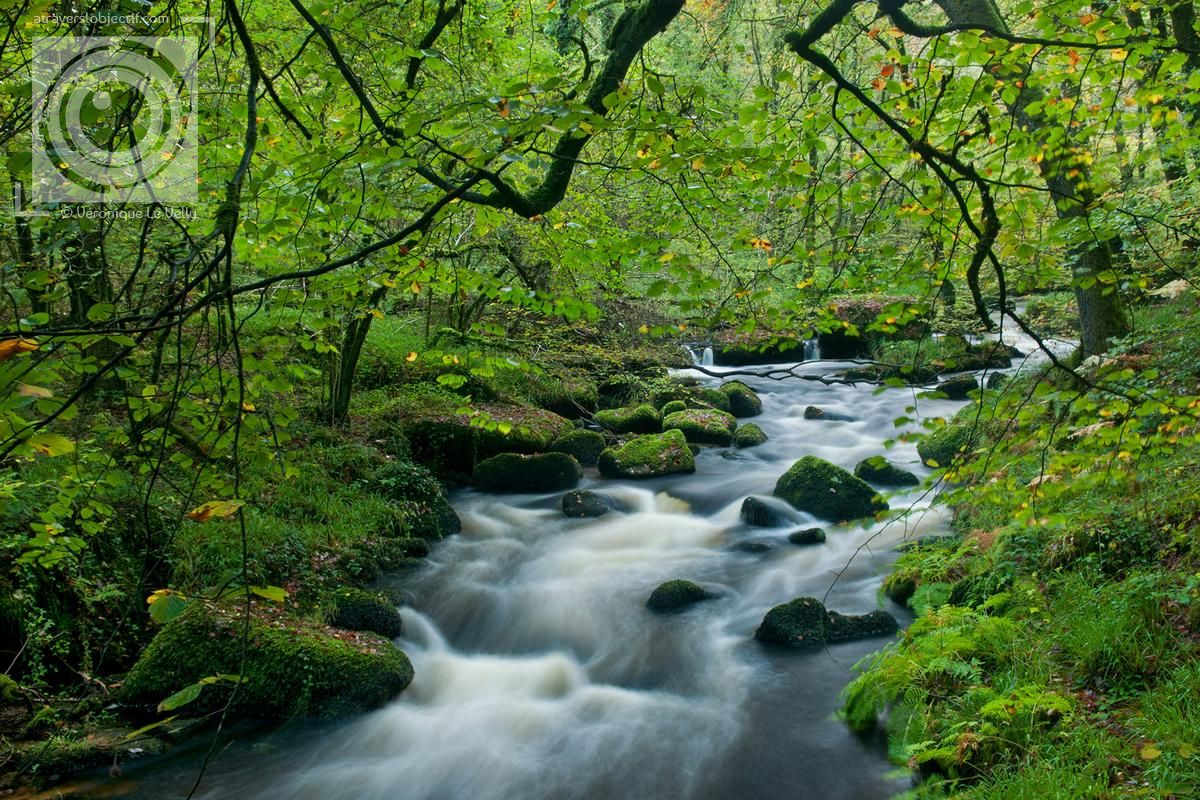 La forêt bretonne en image