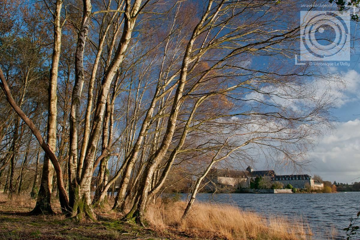 Photos de la forêt de Paimpont