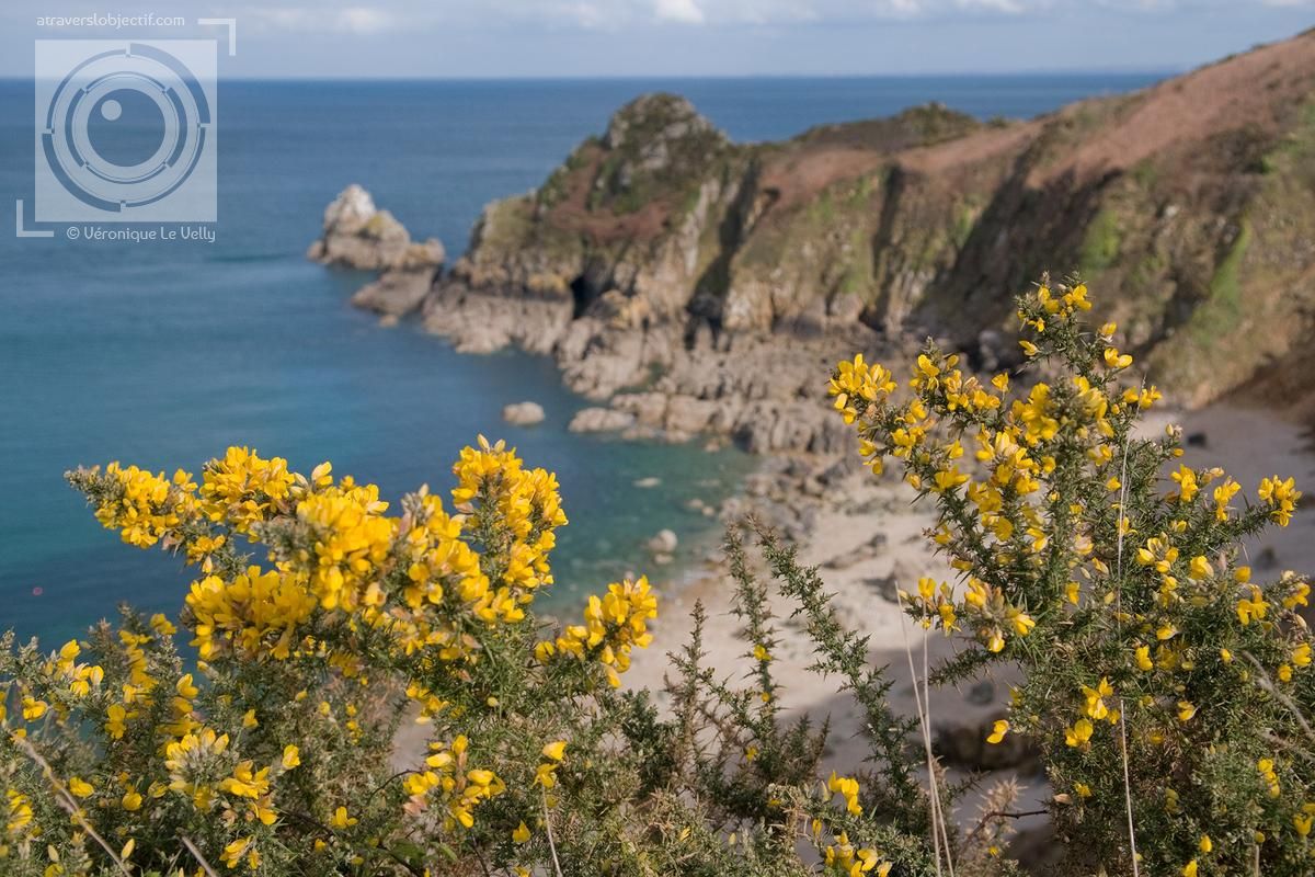Photos d'ajonc - Bretagne