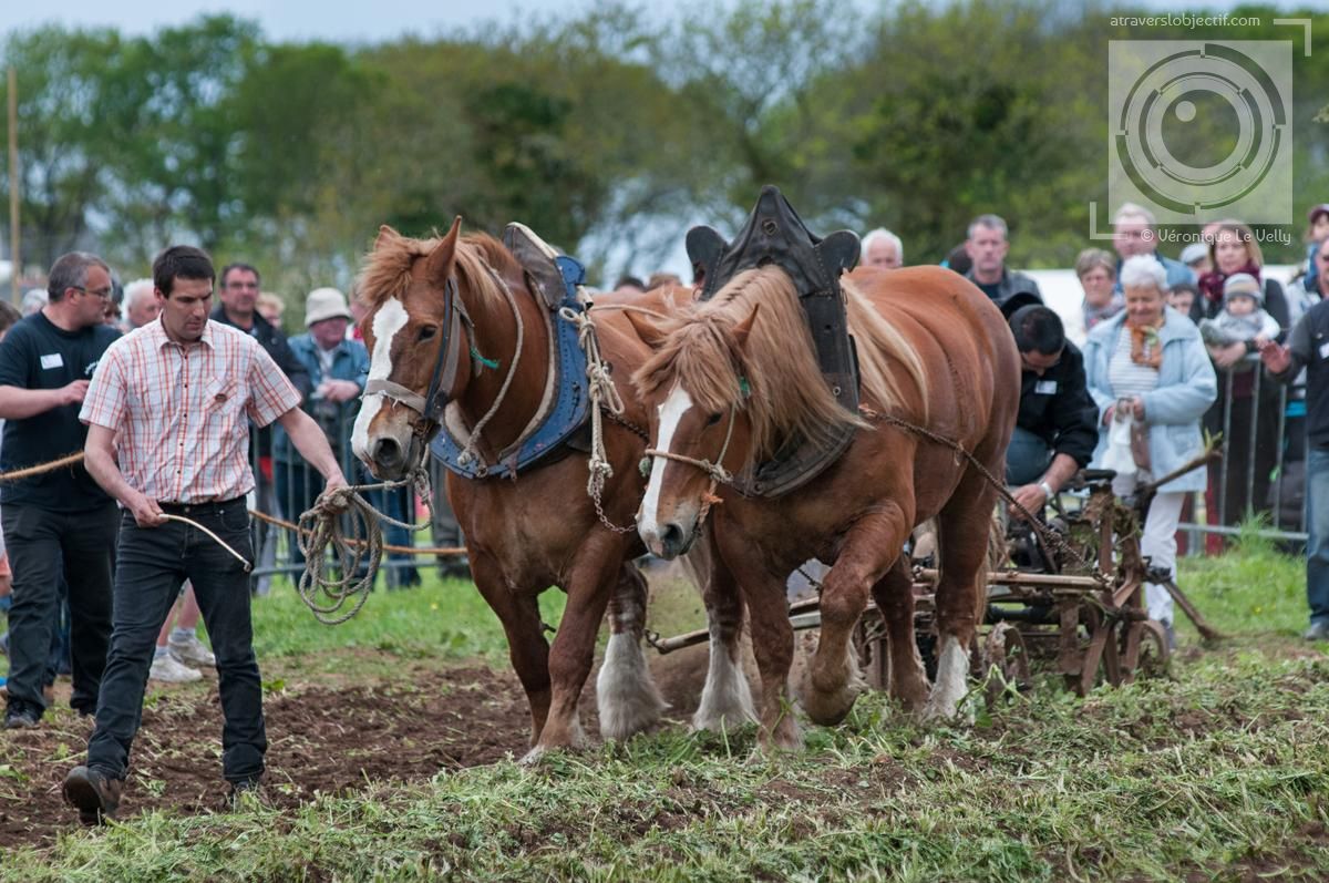 Photographies de chevaux de trait en Bretagne