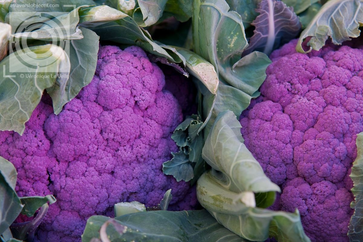 La couleur violette en photo