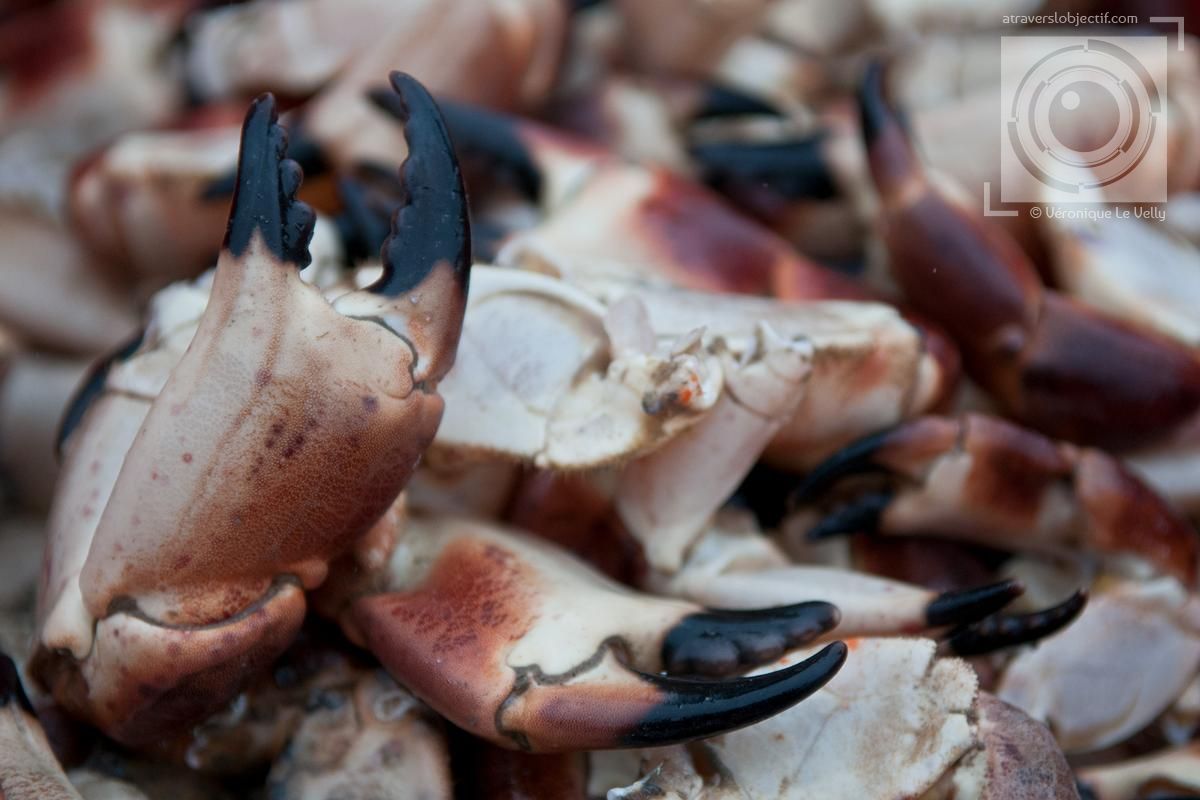 Photos de crabe - A travers l'objectif