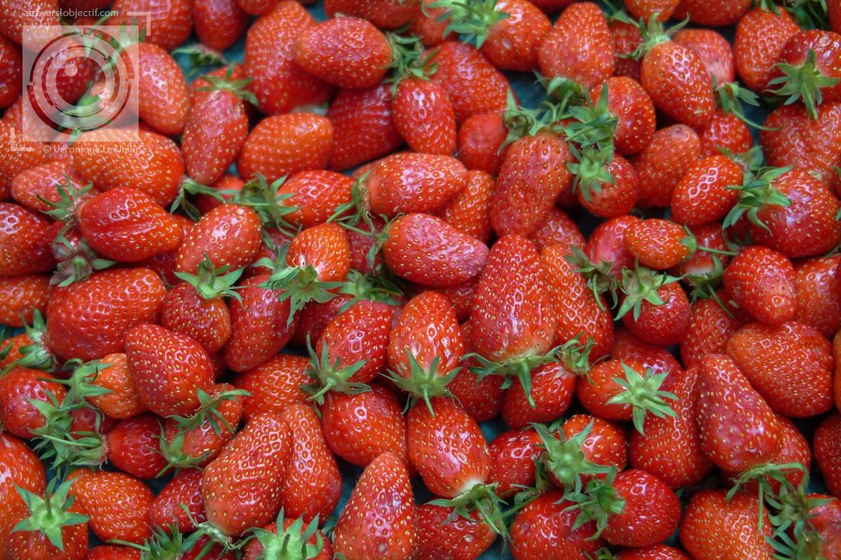 Photos de fraises - Bretagne