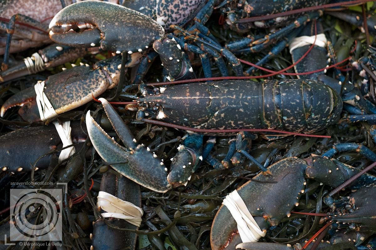 Photos de homard - Bretagne