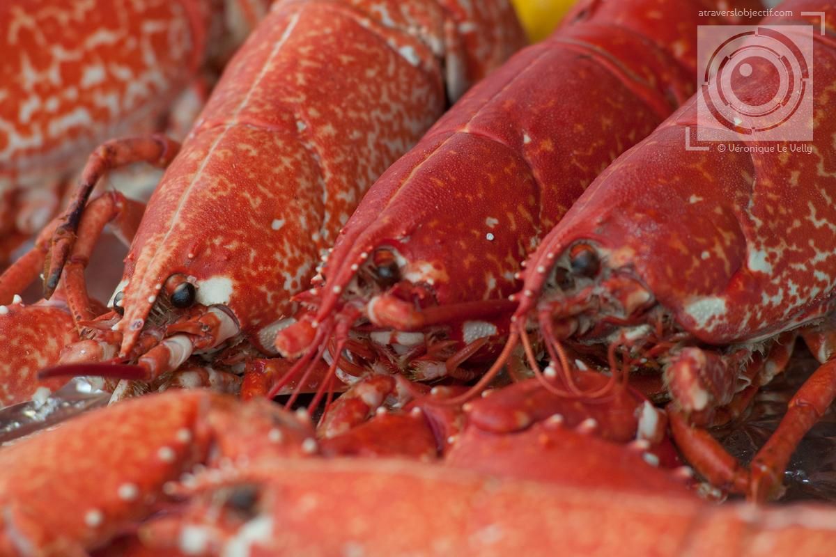 Photos de homard - Bretagne
