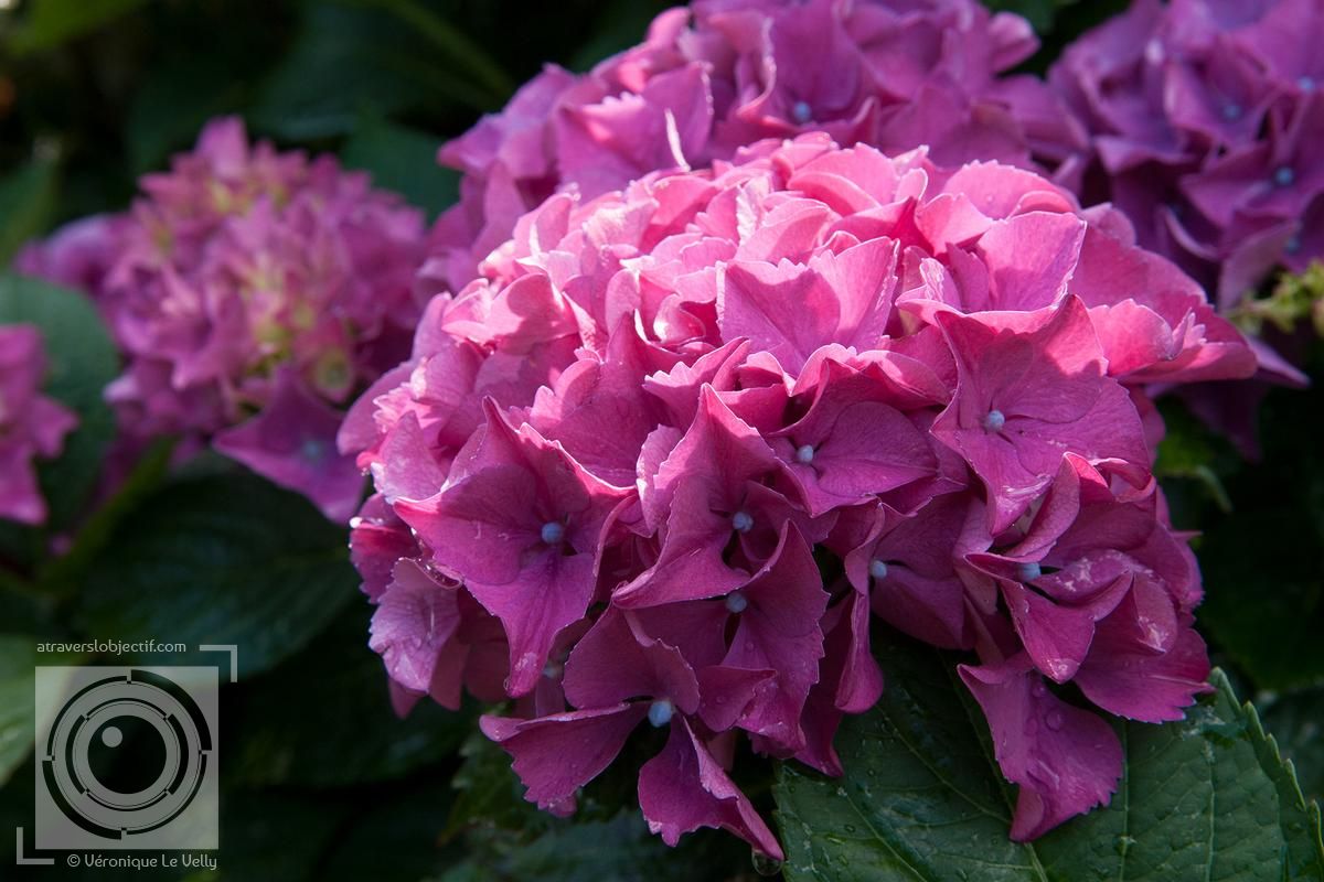 Photos d'hortensias - Bretagne