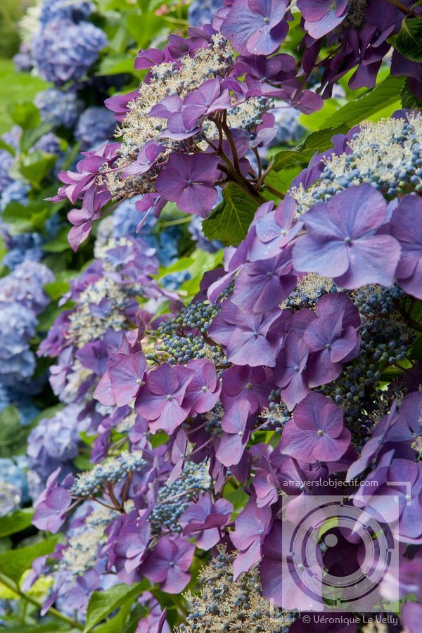 Photos de plante - Bretagne
