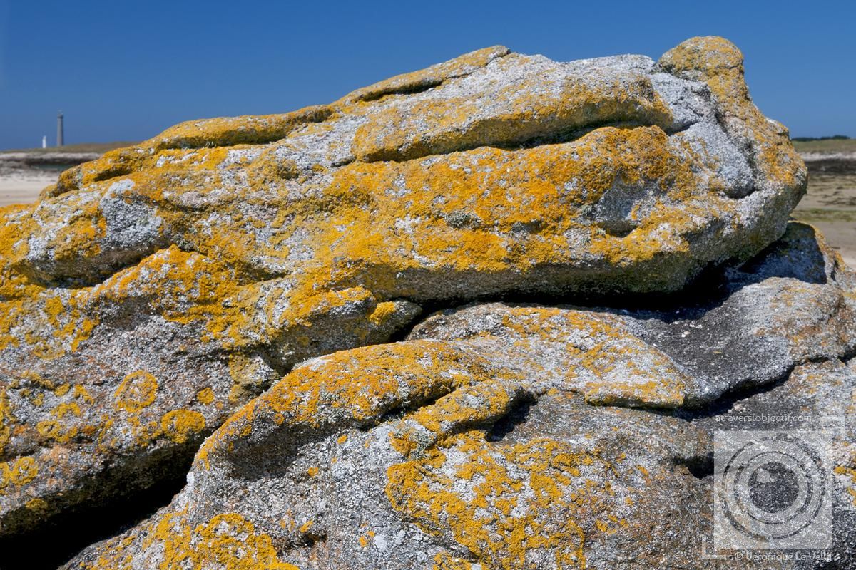 Photos de lichen - Bretagne
