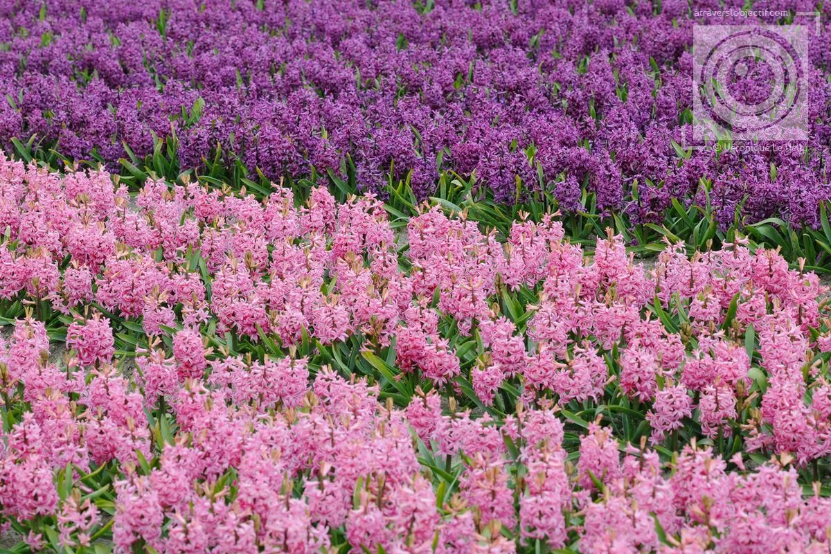 Photos de jacinthes - Bretagne