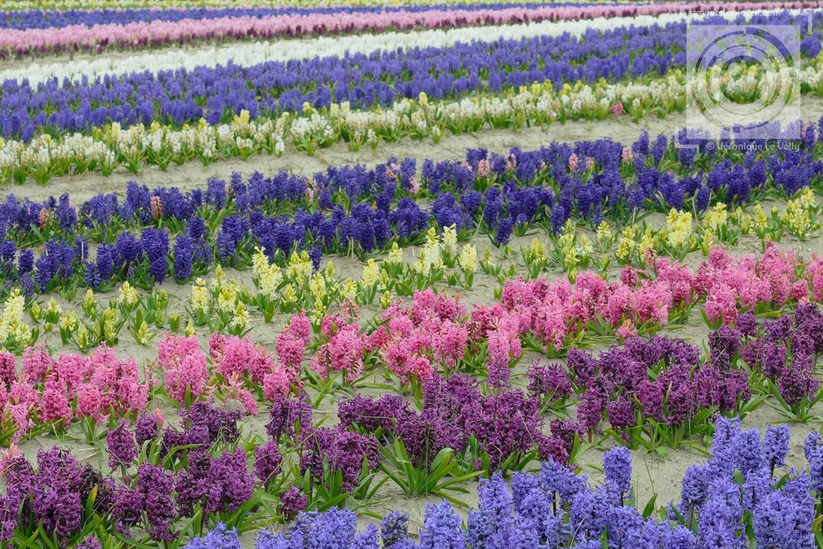 Photos de jacinthes - Bretagne