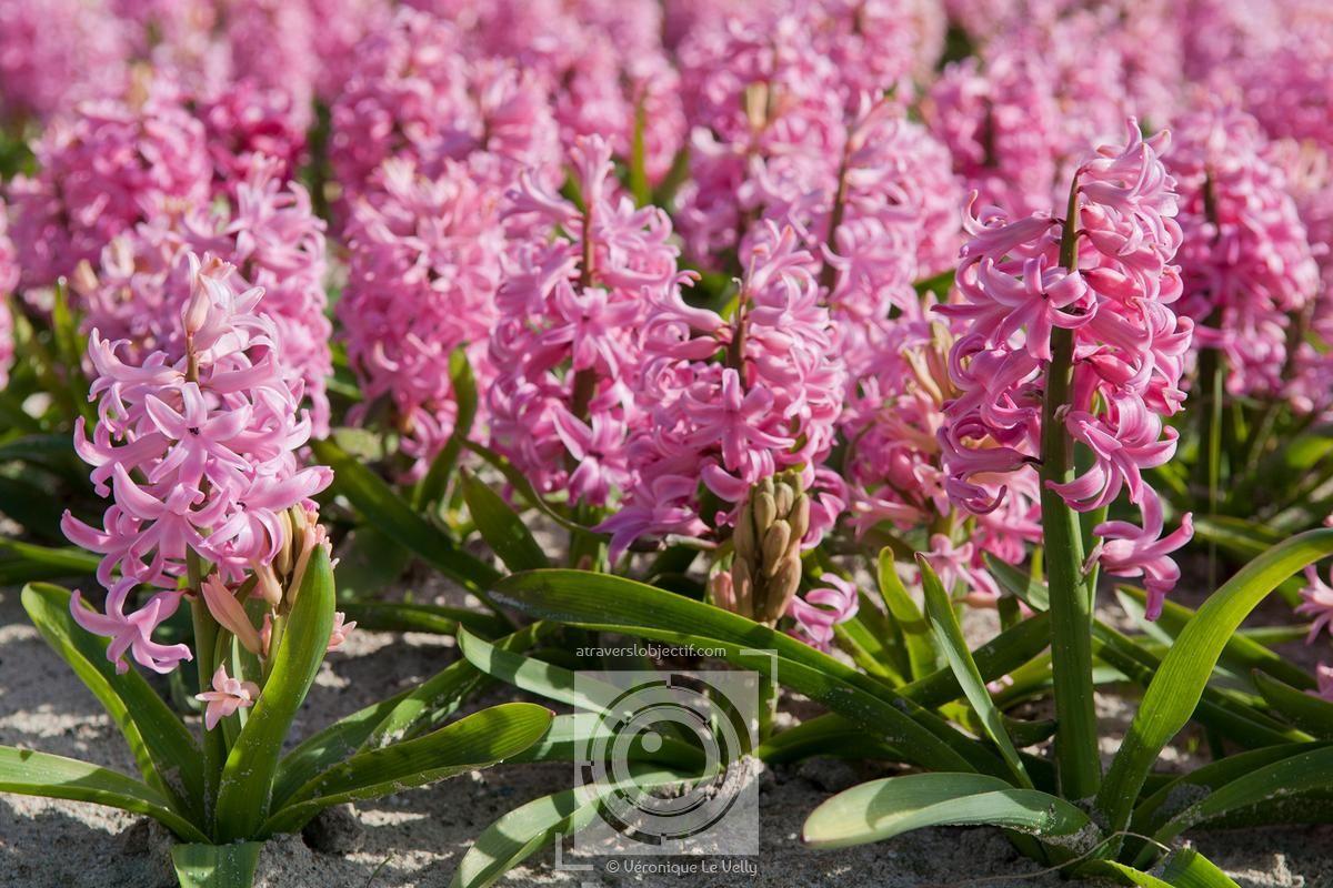 Photos de jacinthes - Bretagne