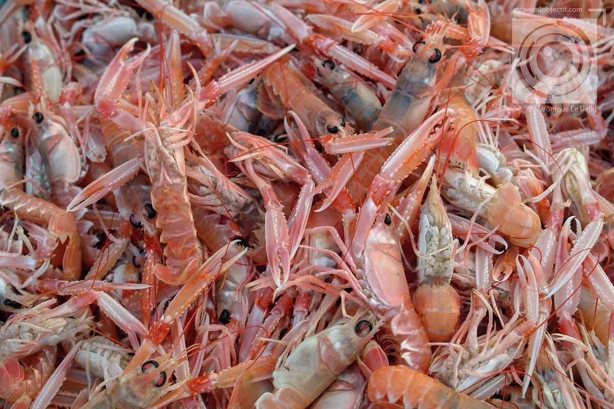Photos de crustacés - Bretagne