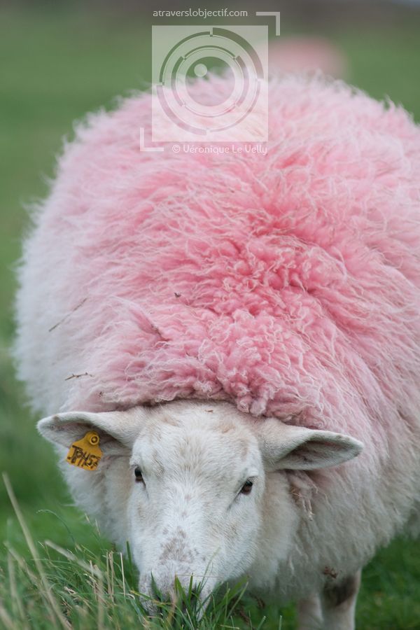 Photos de mouton - Bretagne