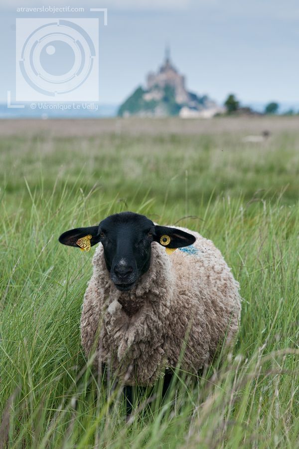 Photos d'animaux - Bretagne