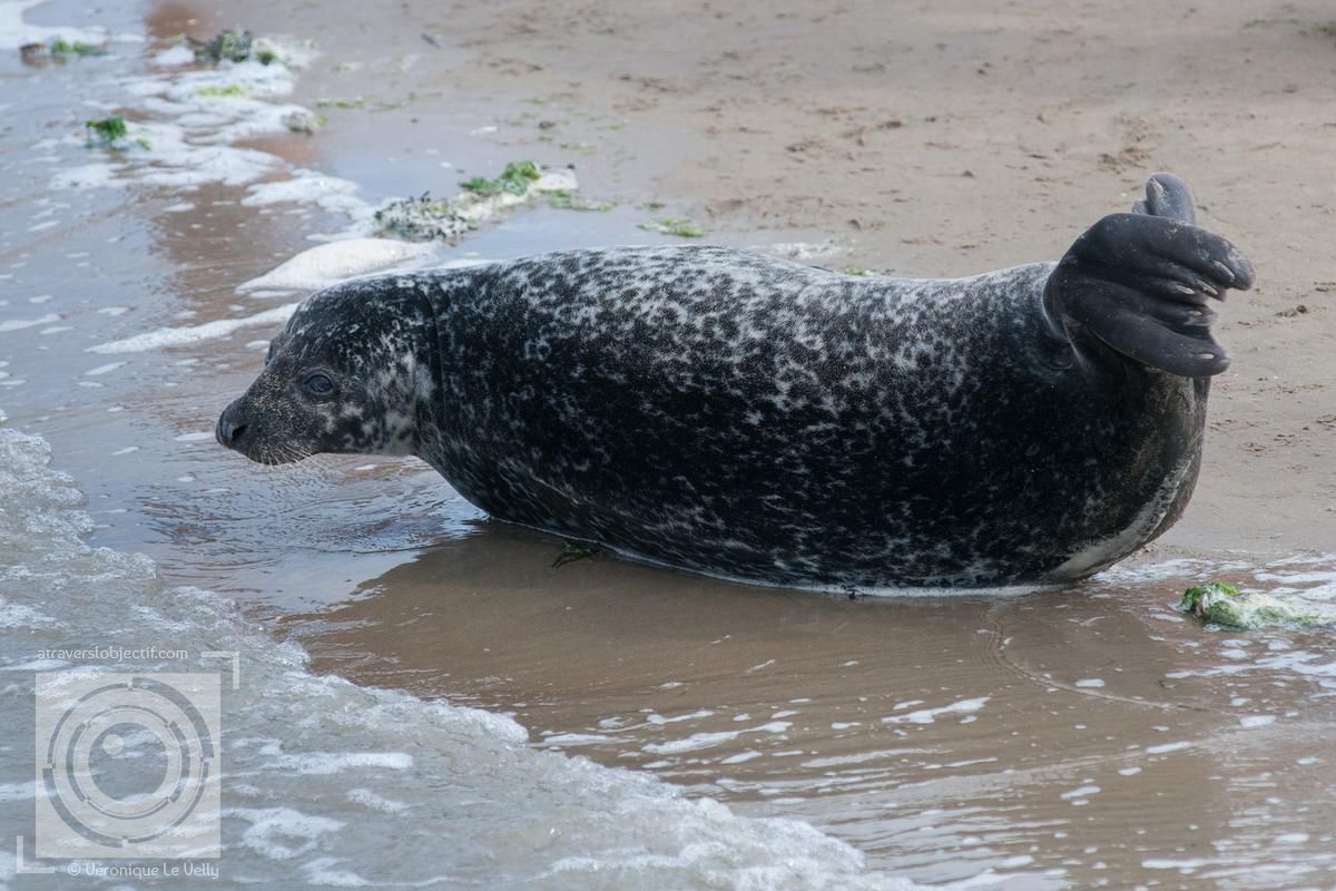Photos de phoque - Bretagne