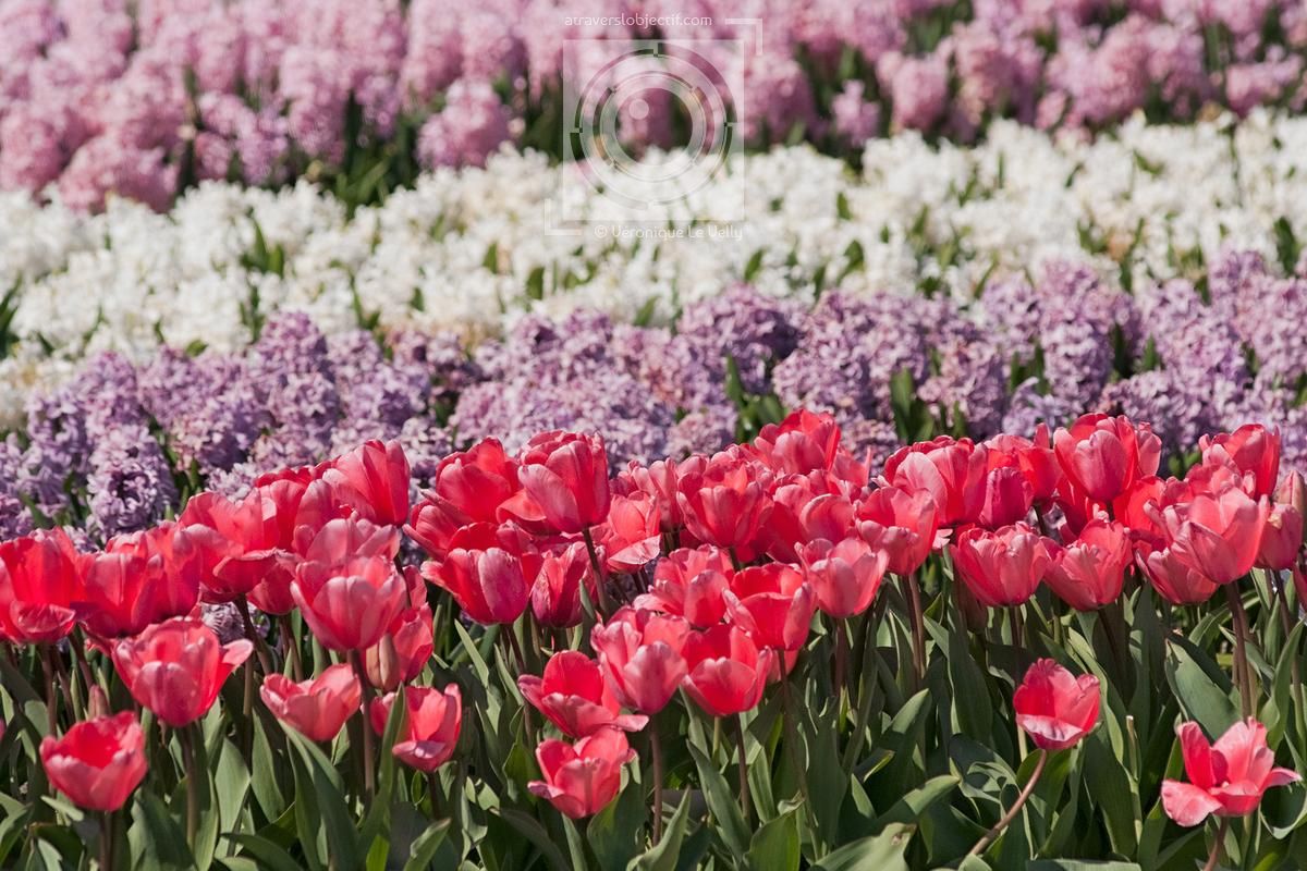 Photos de tulipes - Bretagne